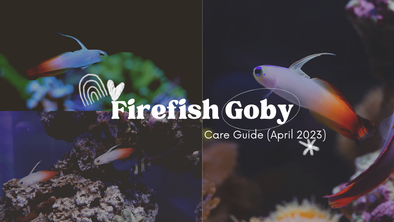 Firefish Goby Care Guide (May 2024) – Aquariums For Beginners
