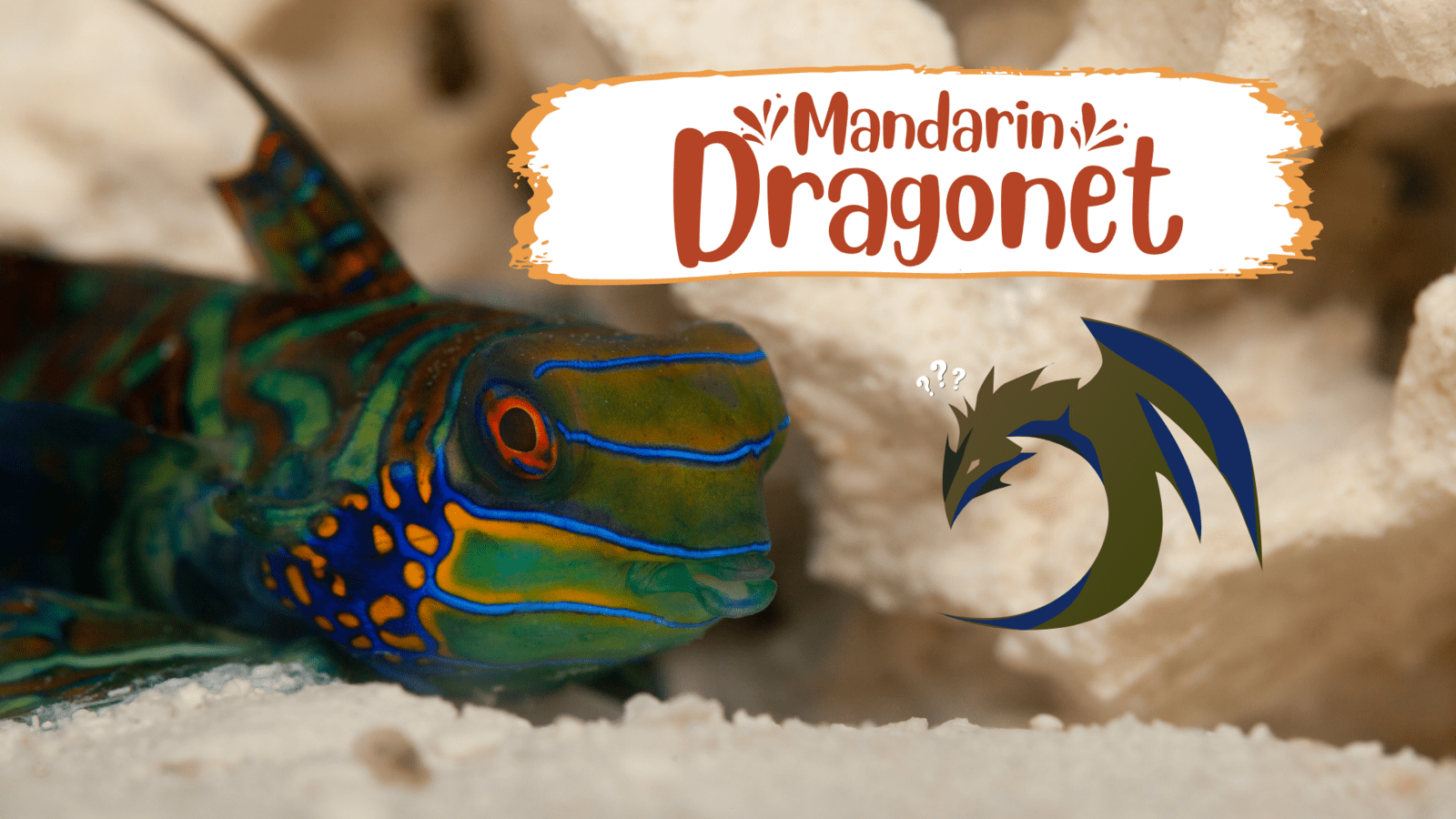 Mandarin Dragonet Care Guide (April 2024) – Aquariums For Beginners