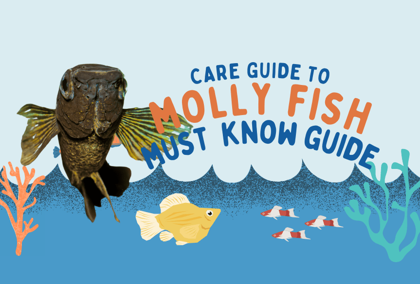 Everything You Need to Know to Care for Molly Fish – Aquariums For ...