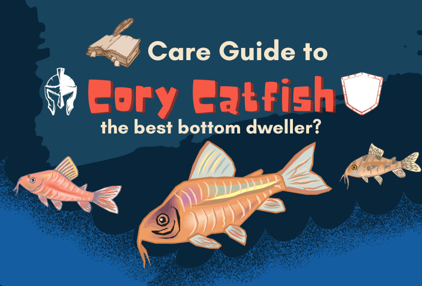 The Cory Catfish – The Best Bottom Dweller? – Aquariums For Beginners