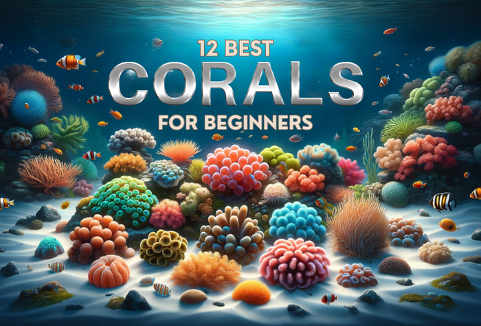 The 12 Best Corals for Beginners – Aquariums For Beginners