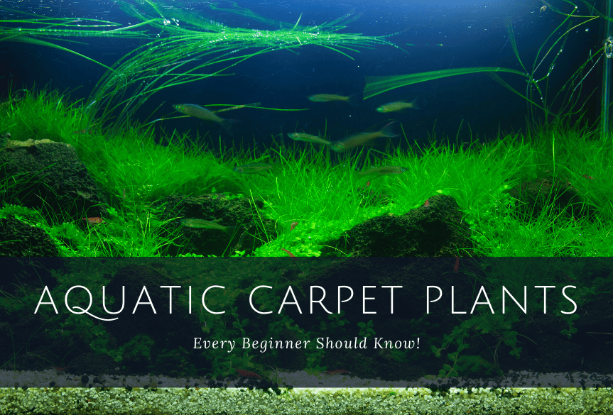 Top 10 Starter Aquarium Carpet Plants Every Beginner Should Know ...