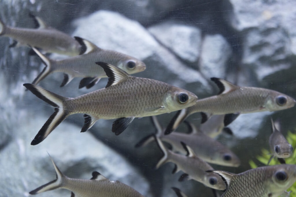 Bala Shark: The Ten Best Tank Mates for a Happy Tank in 2024 ...