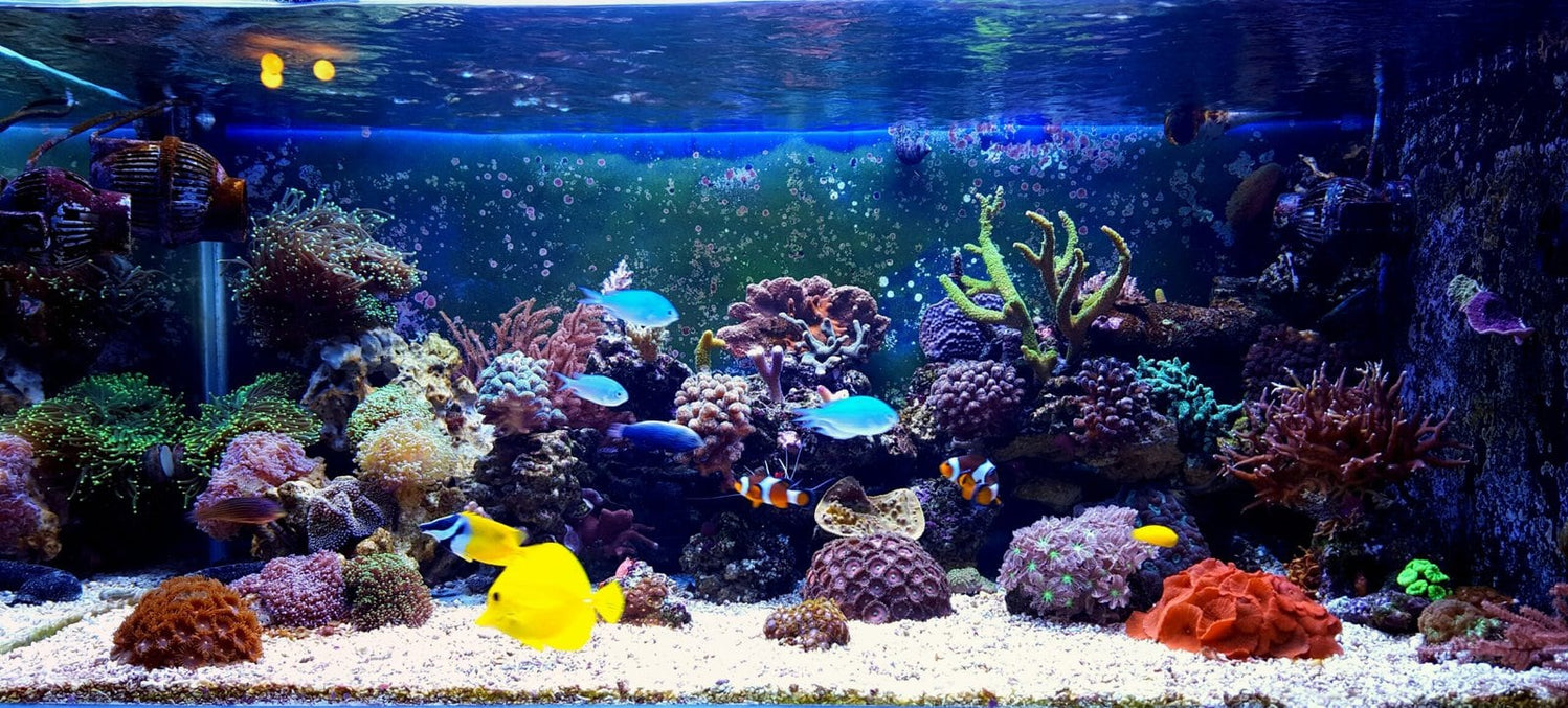 10 of the Best Reef Safe Fishes for a Marine Aquarium – Aquariums For Beginners