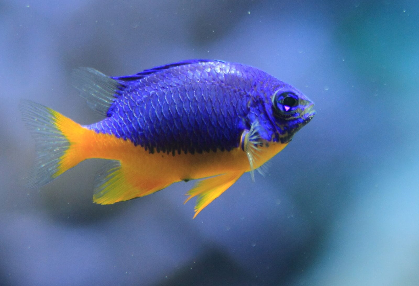 Damselfish Fact and Care Guide: Diet, Temperature and More! – Aquariums ...