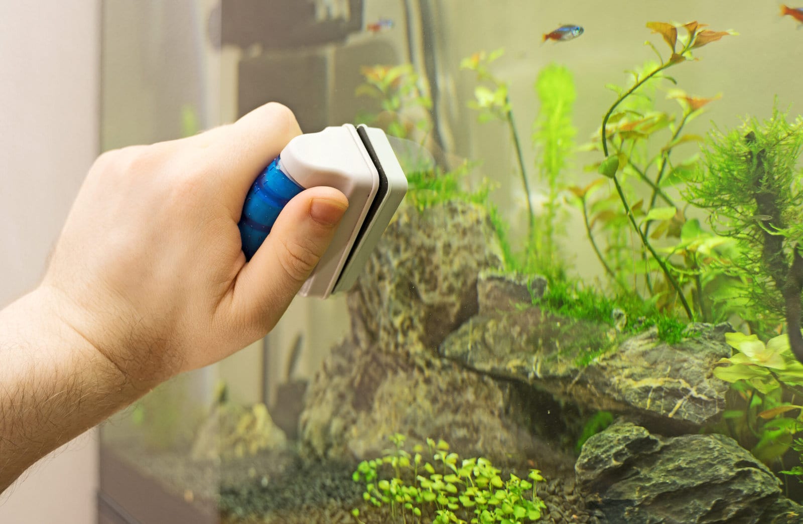 Fishless Cycle: The Step by Step Guide – Aquariums For Beginners