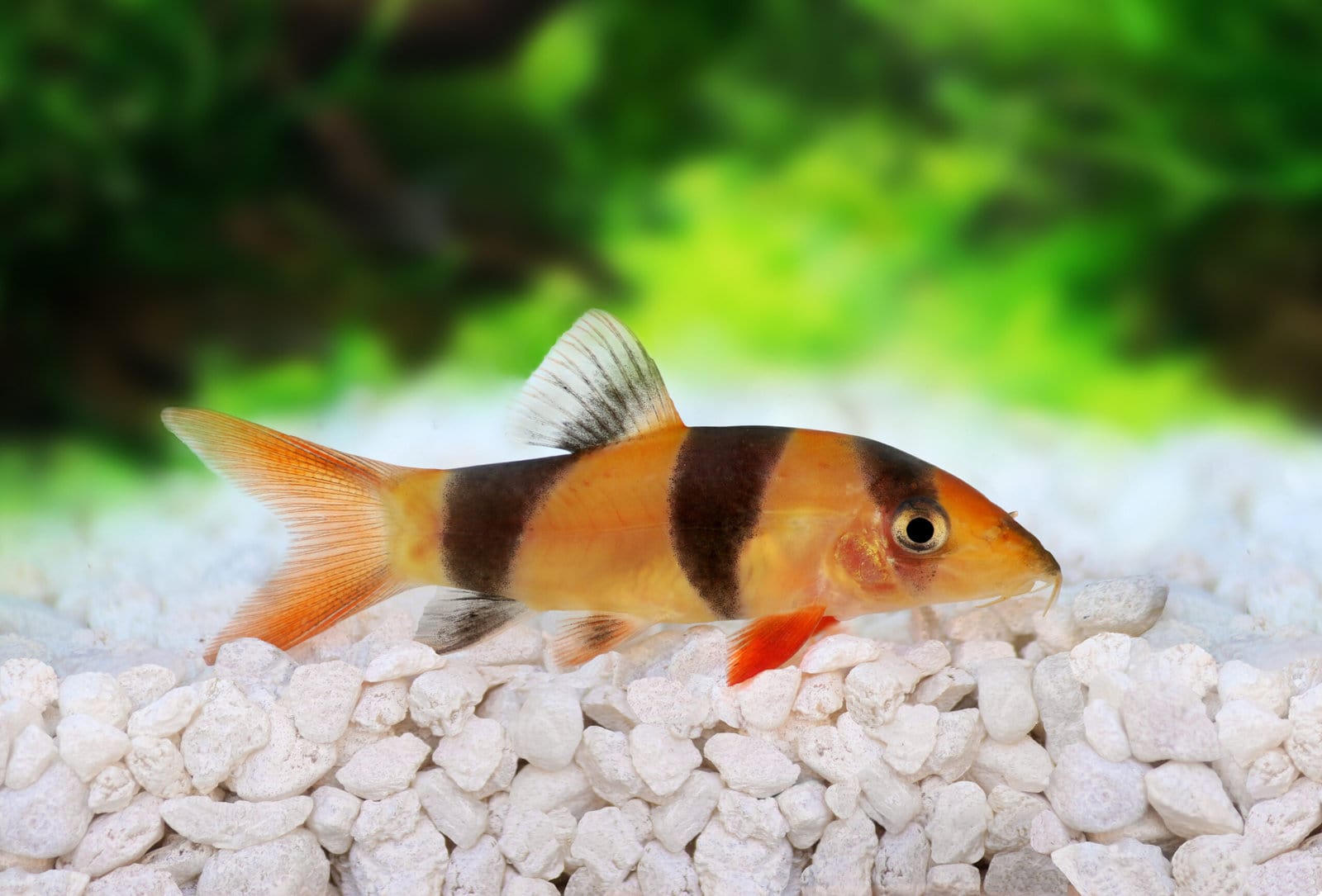 Clown Loach Care Guide – Aquariums For Beginners