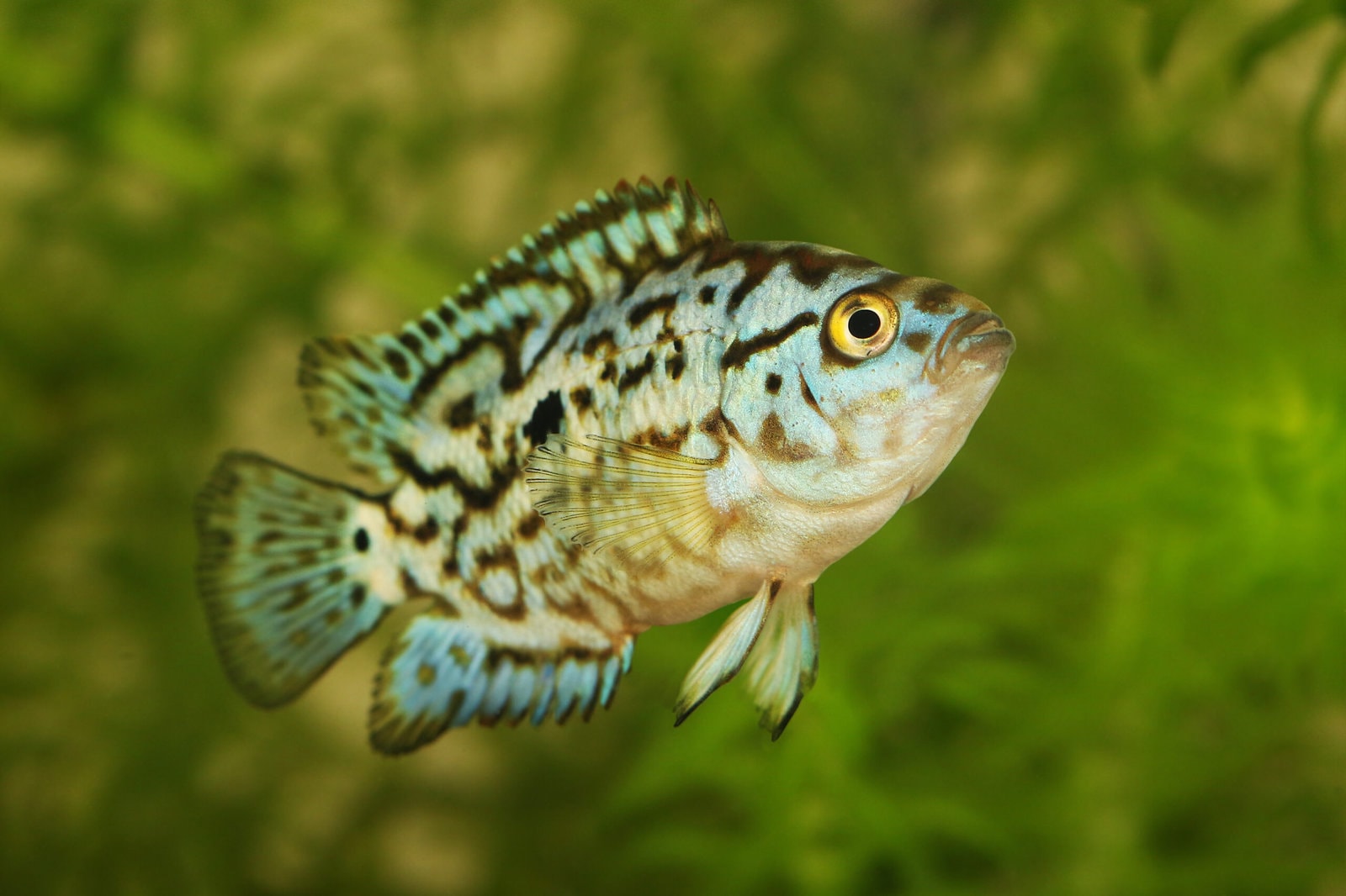 Jack Dempsey: The 2024 Care Guide! – Aquariums For Beginners