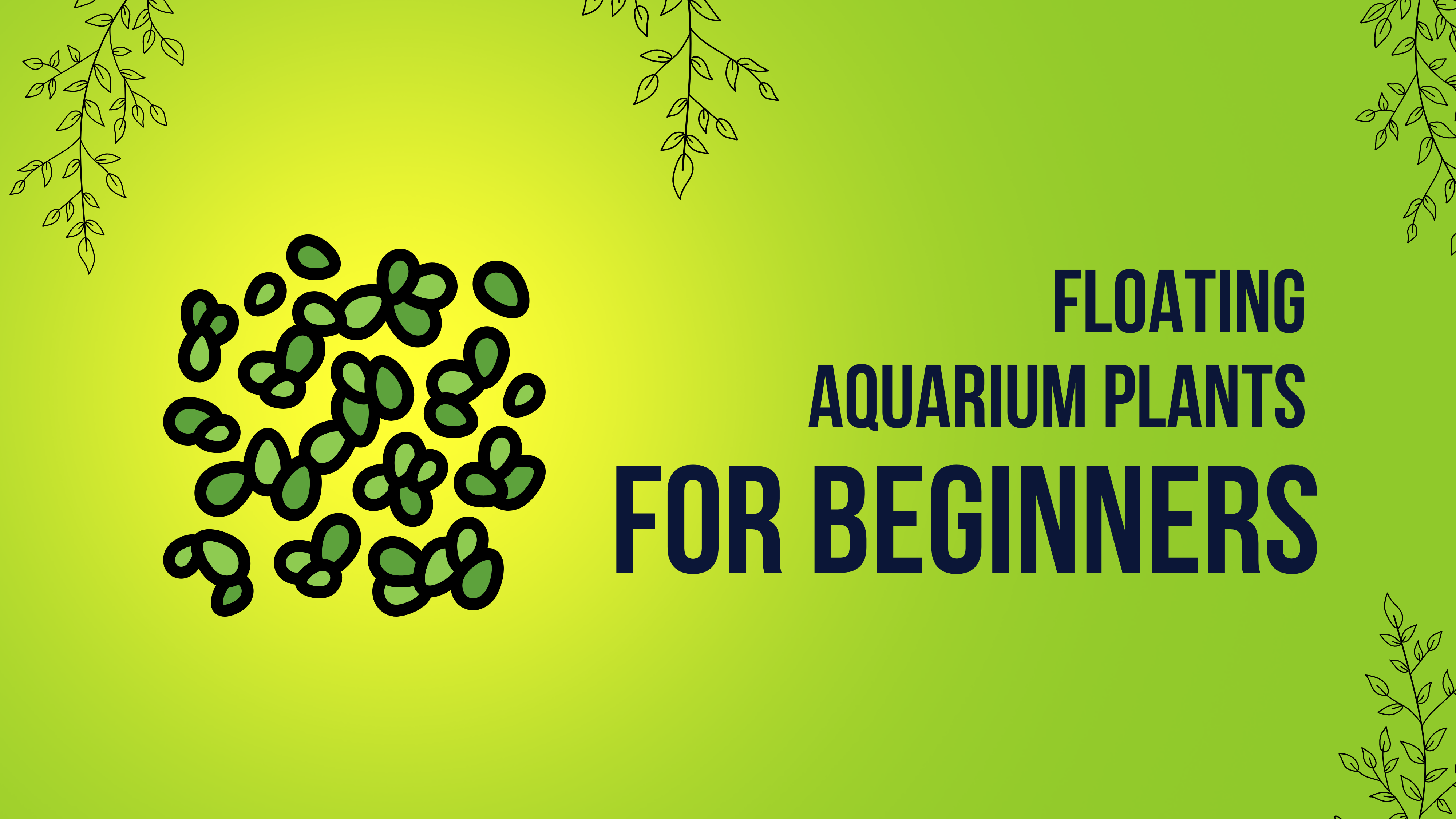 Floating Aquarium Plants for Beginners – Aquariums For Beginners