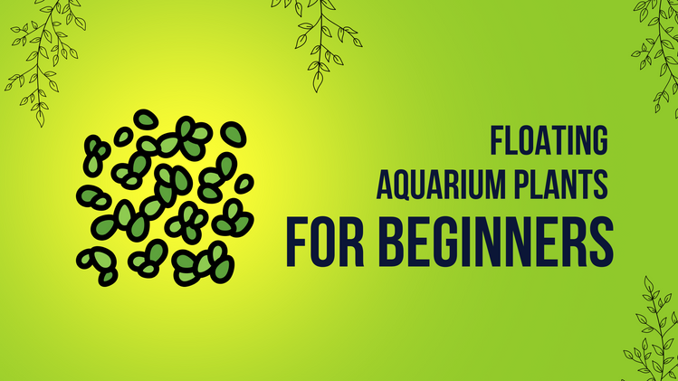 Floating Aquarium Plants for Beginners – Aquariums For Beginners
