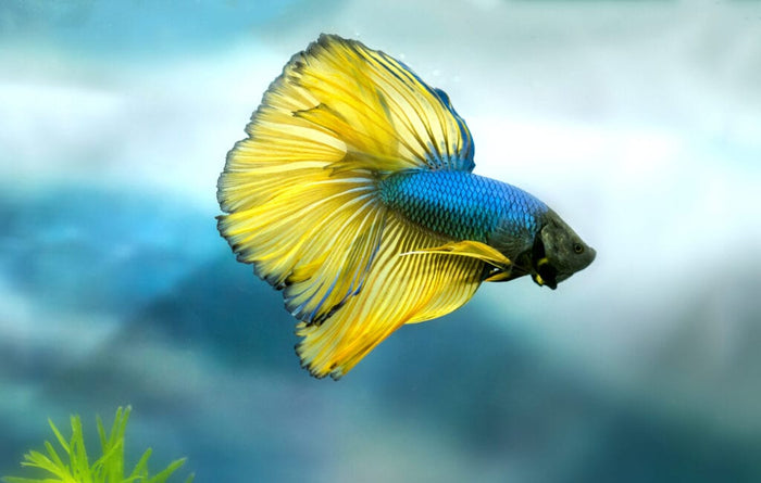 Betta Fish Tank Mates: The Ultimate Compatibility Guide for 2024 ...