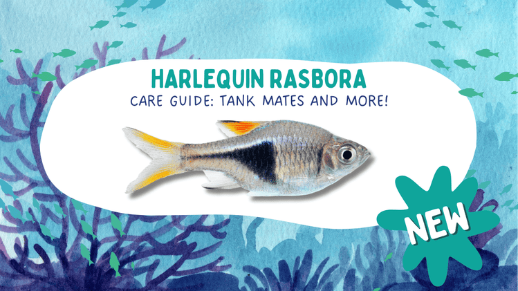 Harlequin Rasbora Care Guide: Tank Mates and More! – Aquariums For ...
