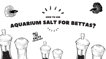 How to Use Aquarium Salt for Bettas? (2024) – Aquariums For Beginners