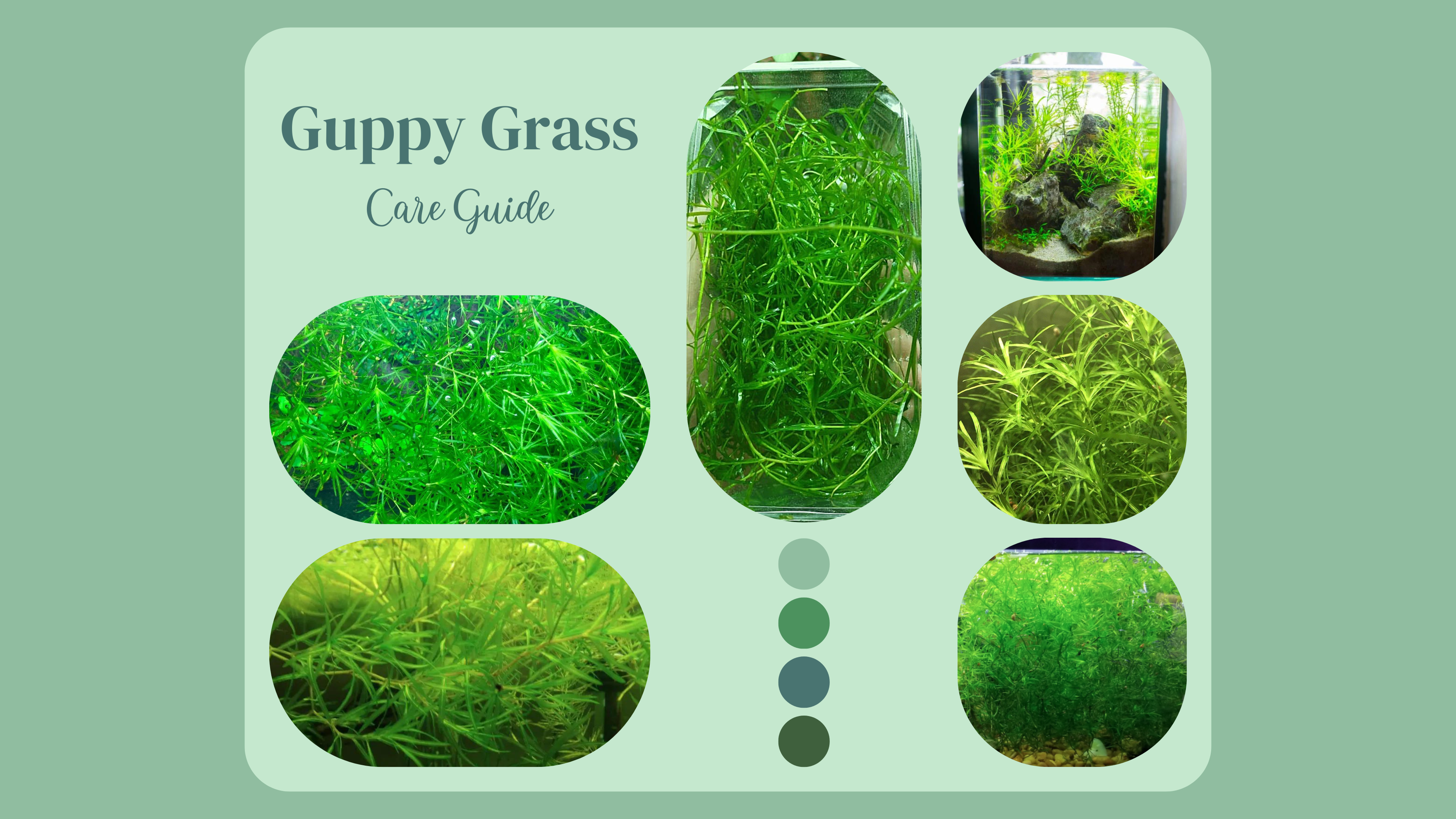 Plant Profiles: Guppy Grass Care Guide (2024 Guide) – Aquariums For ...