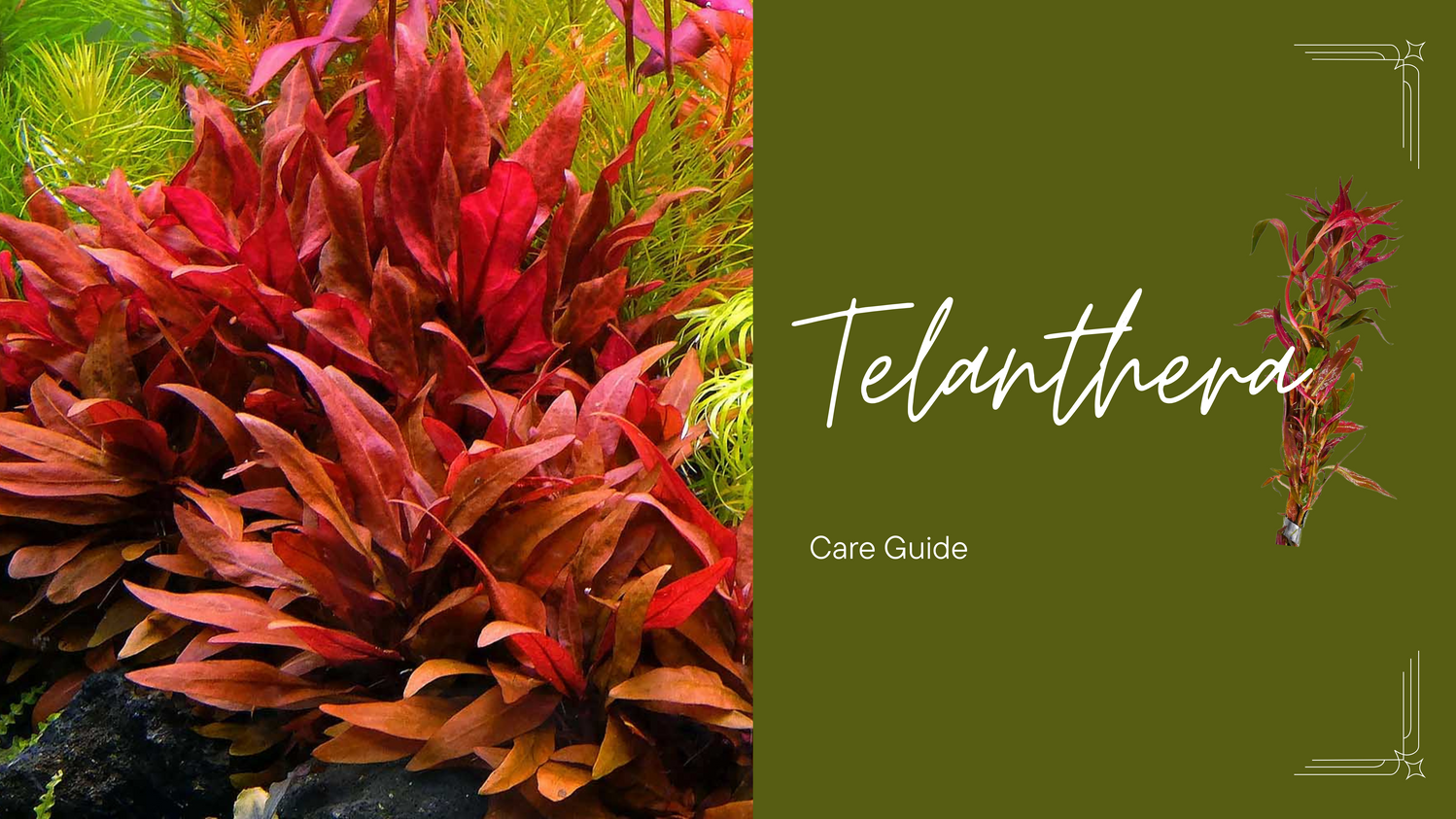 Plant Profiles: Telanthera (2024 Guide) – Aquariums For Beginners