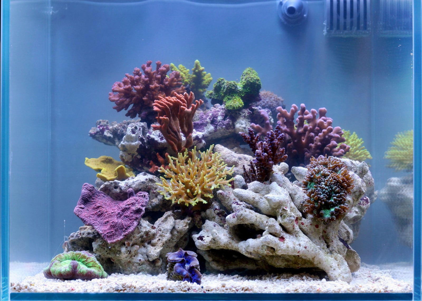 What is the Smallest Reef Fish? – Aquariums For Beginners