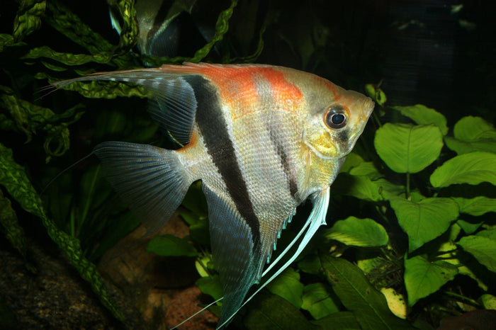 How Long Do Angelfish Live? – Aquariums For Beginners