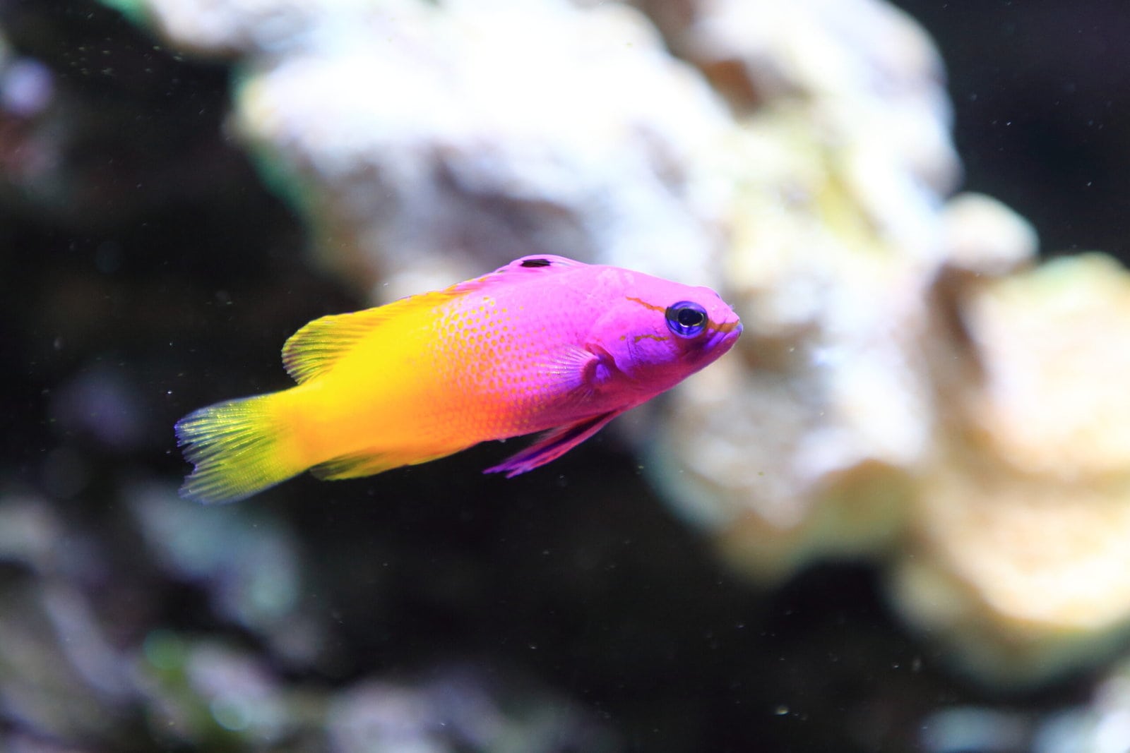 Royal Gramma – Best Care Guide & Tank Mates (2024) – Aquariums For ...