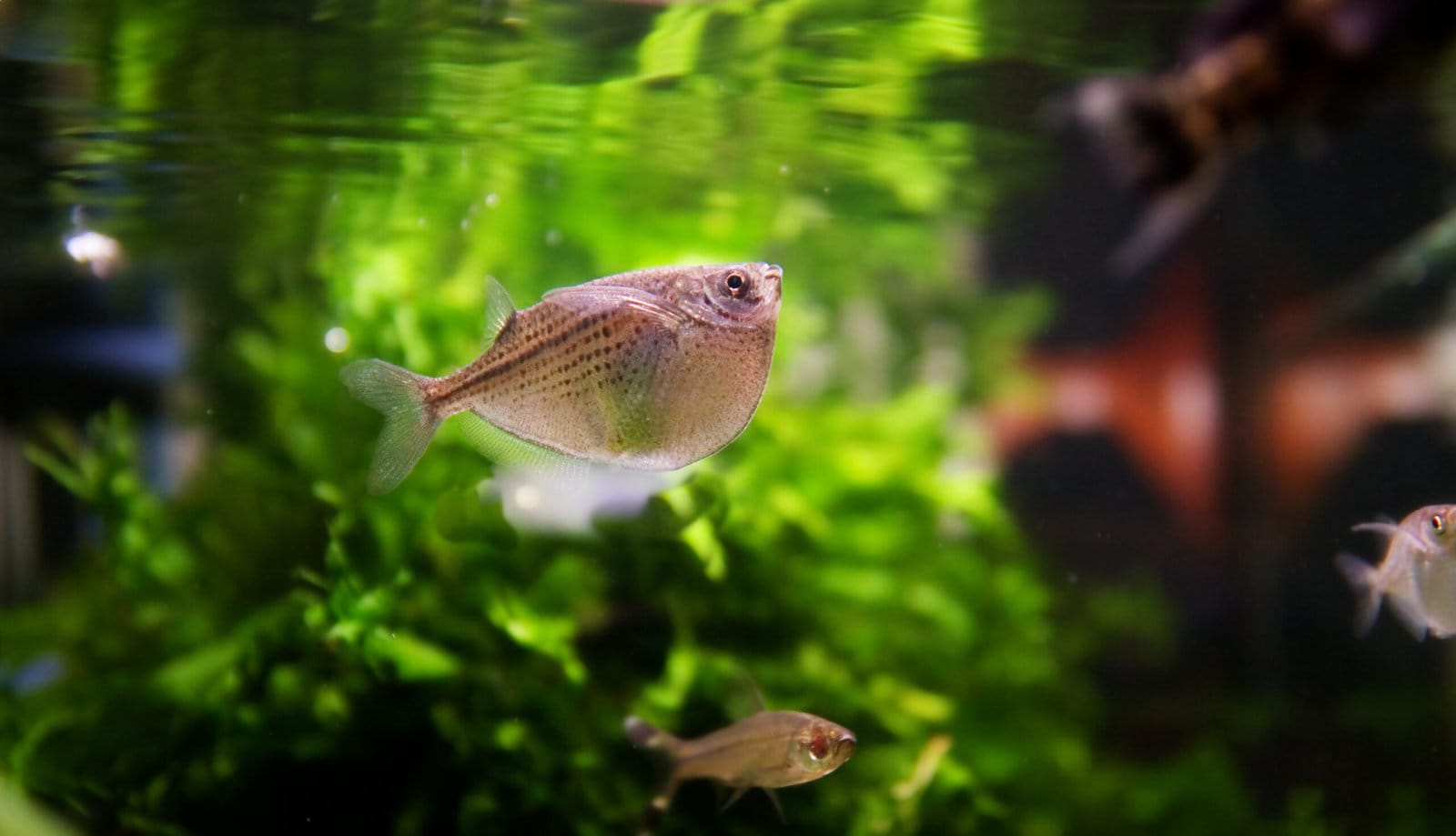 How To Save a Dying Fish? – Aquariums For Beginners