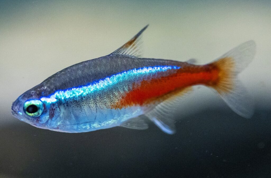 Neon Tetra: You’ll Love These In Your Tank – Aquariums For Beginners
