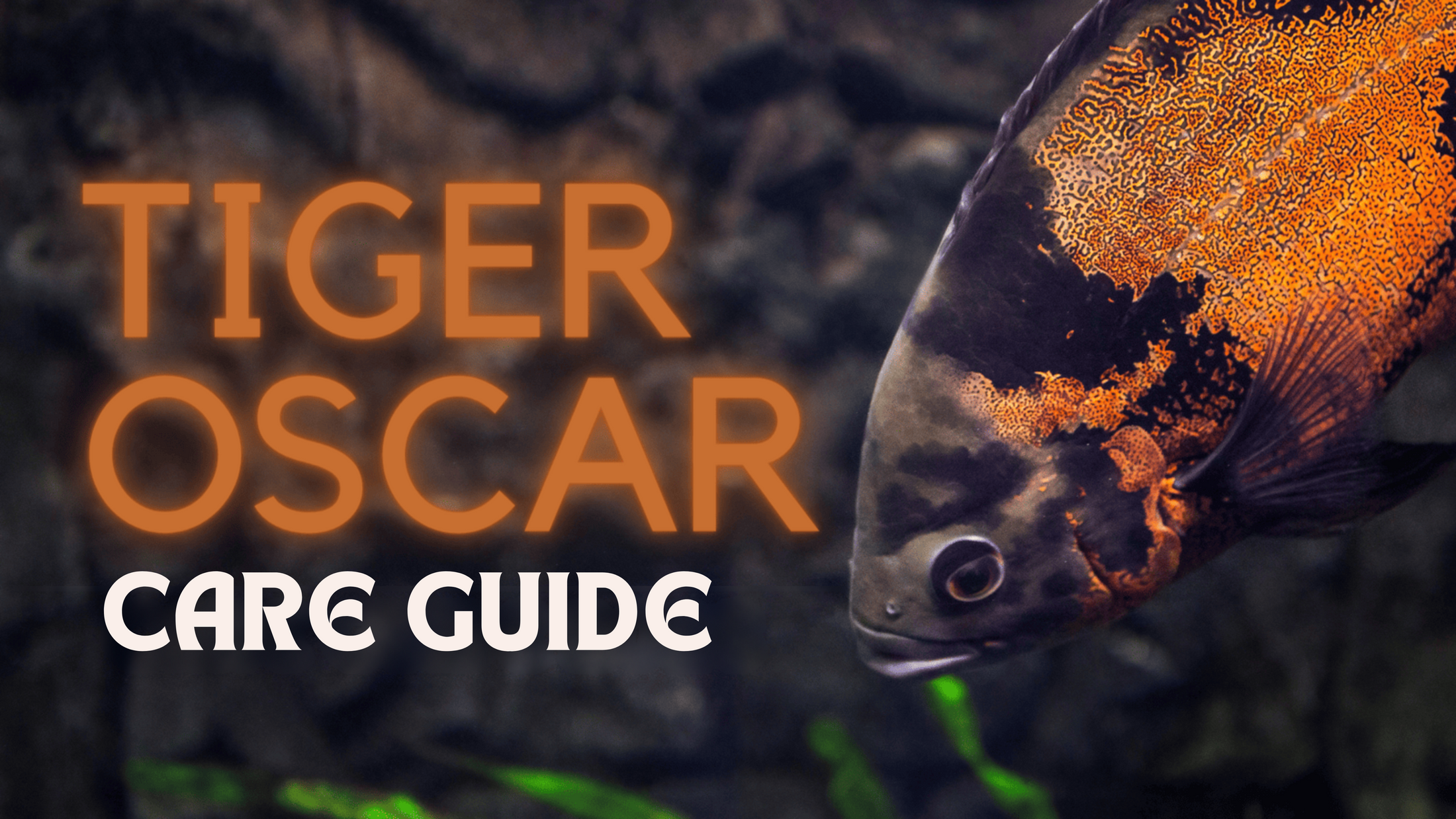 Tiger Oscar Fish Care Guide – Aquariums For Beginners